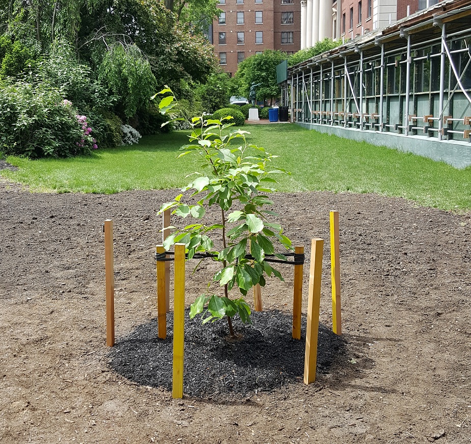 Treehop: The Barnard Magnolia Will Rise Again | Betsy Ladyzhets